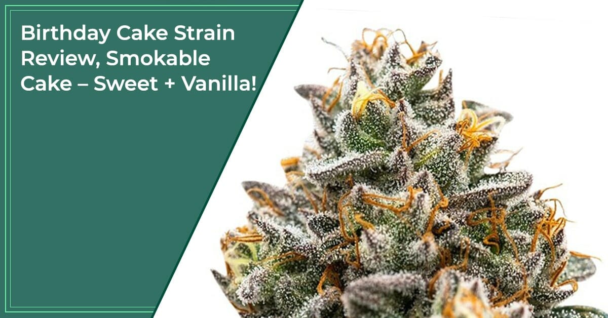 Birthday Cake Strain Review in 2025 - [Don't Miss THIS]