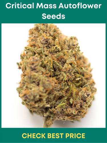 TOP #15 Best AutoFlowering Seeds from [Reliable seed banks]