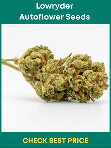 TOP #15 Best AutoFlowering Seeds from [Reliable seed banks]