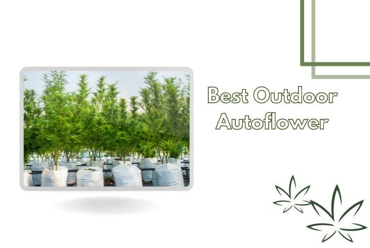 Top 10 Best Outdoor Autoflower In 2025 - [Don't Miss THIS]