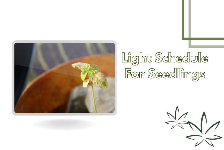 Cannabis Seedling Light Schedule you should Follow [Must Read]