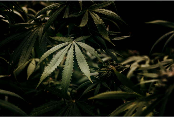 Cannabis Seedling Light Schedule you should Follow [Must Read]