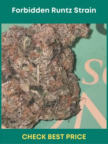 #10 Best Runtz Strains for a Sweet High: Must Try in 2025