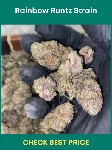 #10 Best Runtz Strains for a Sweet High: Must Try in 2025