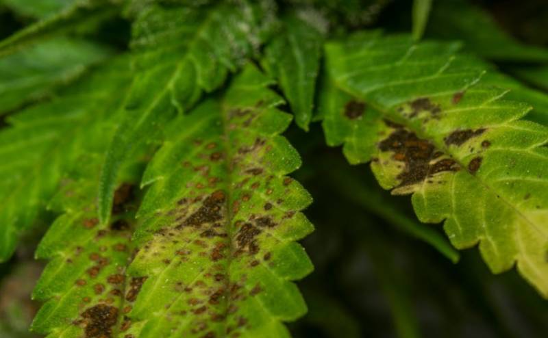 Rust Spots On Leaves During Flowering - [Why It happens?]