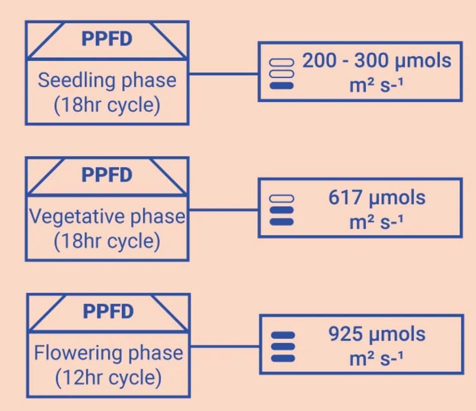 What Is PPFD For Flowering? - [Everything You Need to KNOW]
