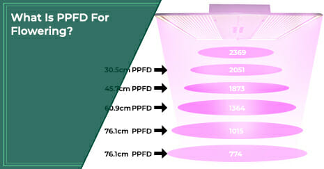What Is PPFD For Flowering? - [Everything You Need to KNOW]