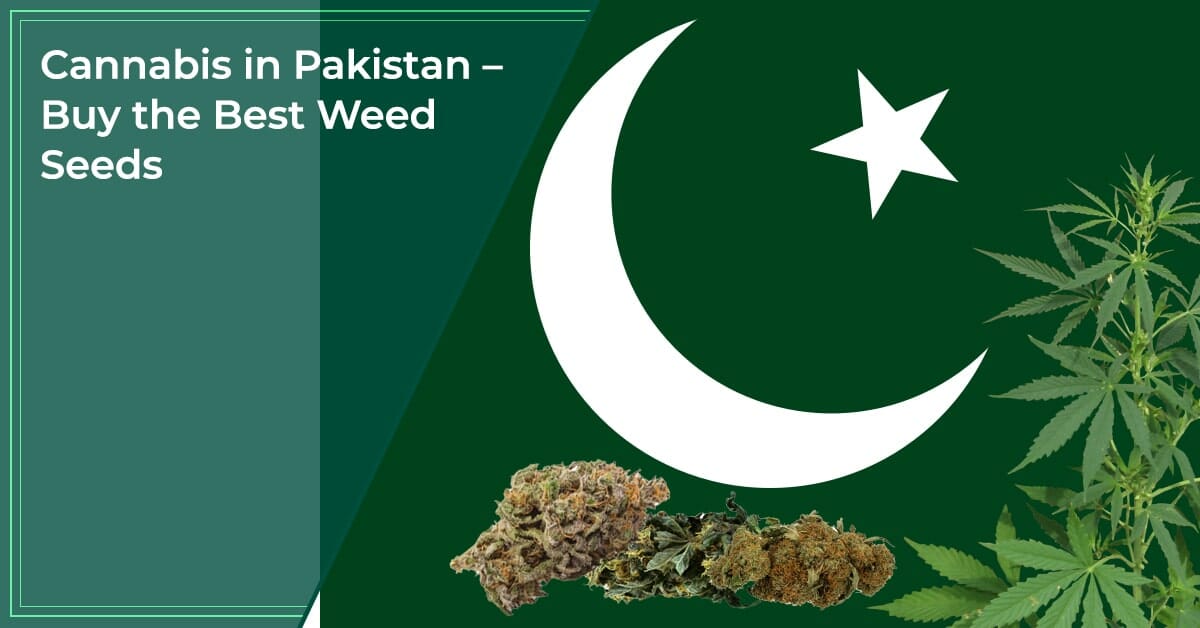 Cannabis in Pakistan - Buy the Best Weed Seeds in 2025