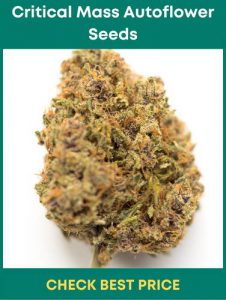 TOP #15 Best AutoFlowering Seeds from [Reliable seed banks]