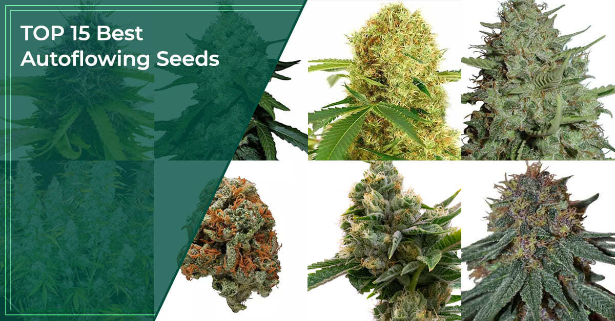 TOP #15 Best AutoFlowering Seeds from [Reliable seed banks]