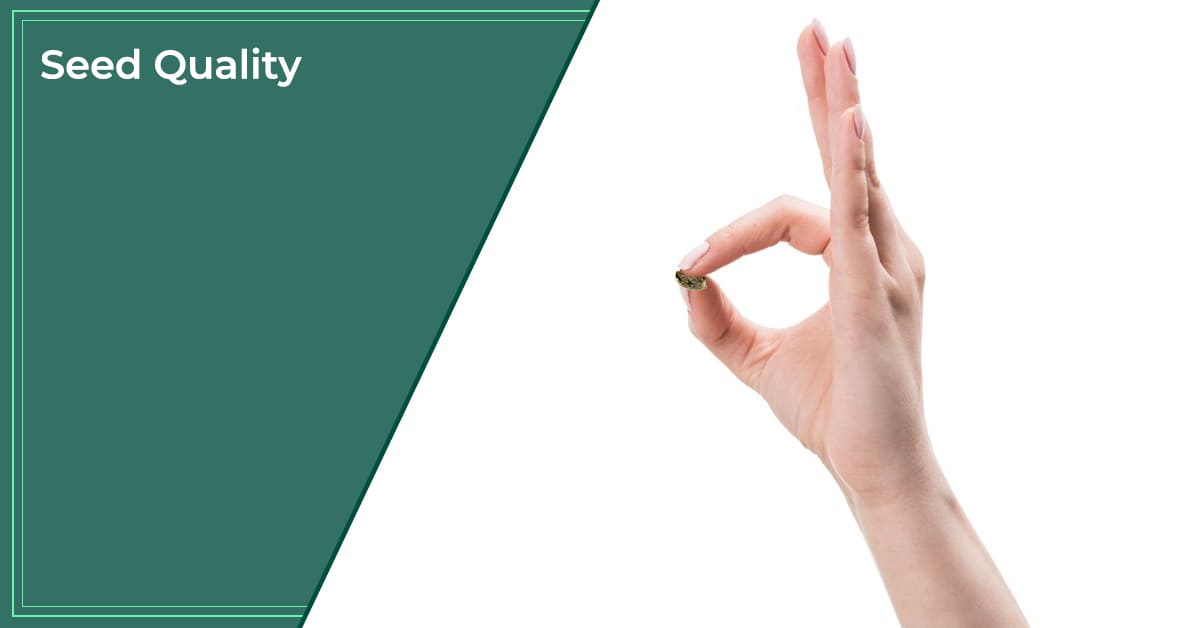 Growers Choice Seeds Review - Most Reliable? in 2022/23